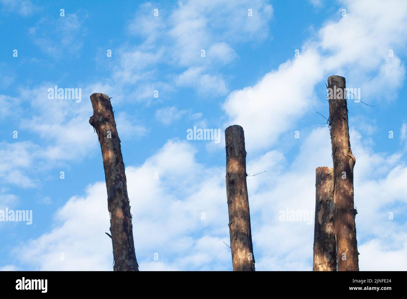 The felled and peeled tree tops in the park against blue cloudy sky ...