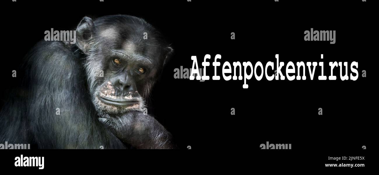 A portrait of a thinking Chimpanzee with a black background - Monkeypox ...