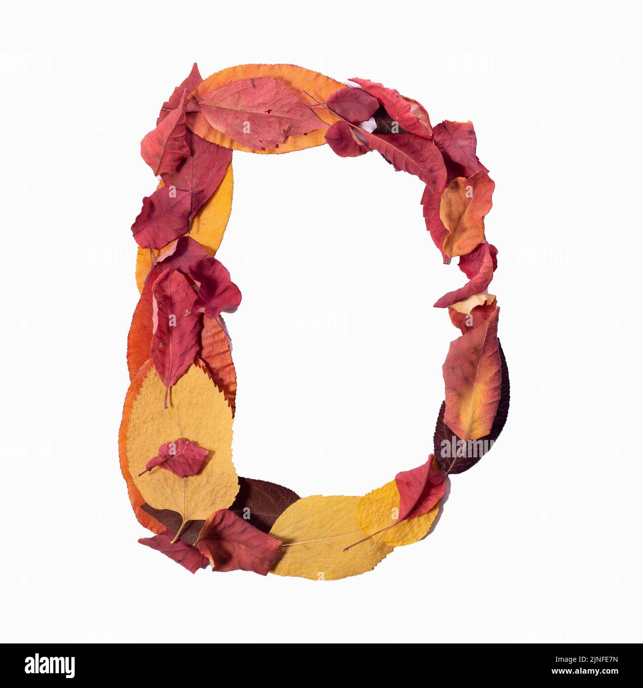 letter D autumn leaves isolate on white background Stock Photo - Alamy