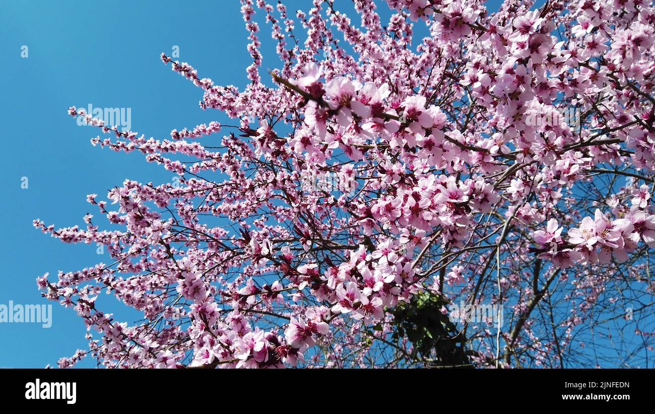 Cherry branch with flowers in spring bloom. A beautiful Japanese tree ...