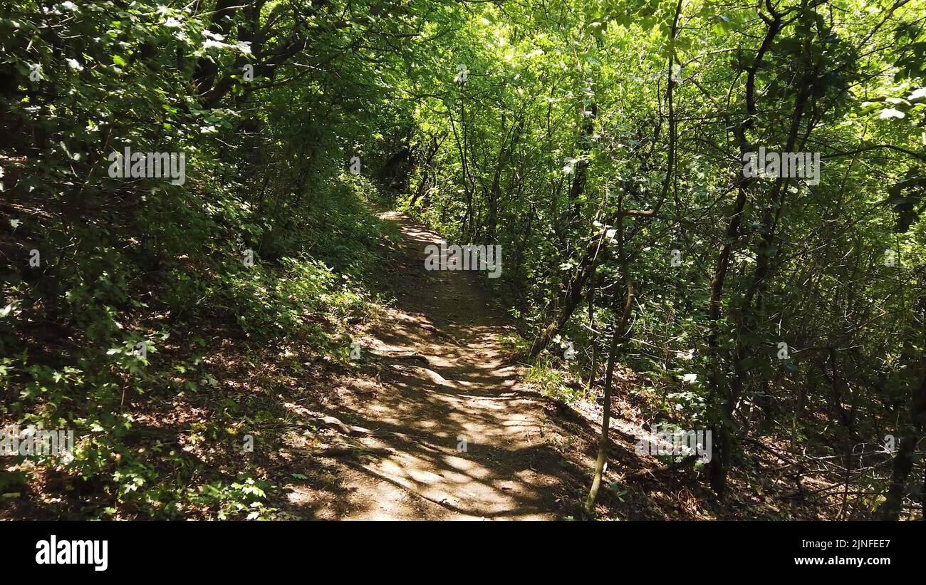 Forest point of view walking on a path Stock Photo - Alamy