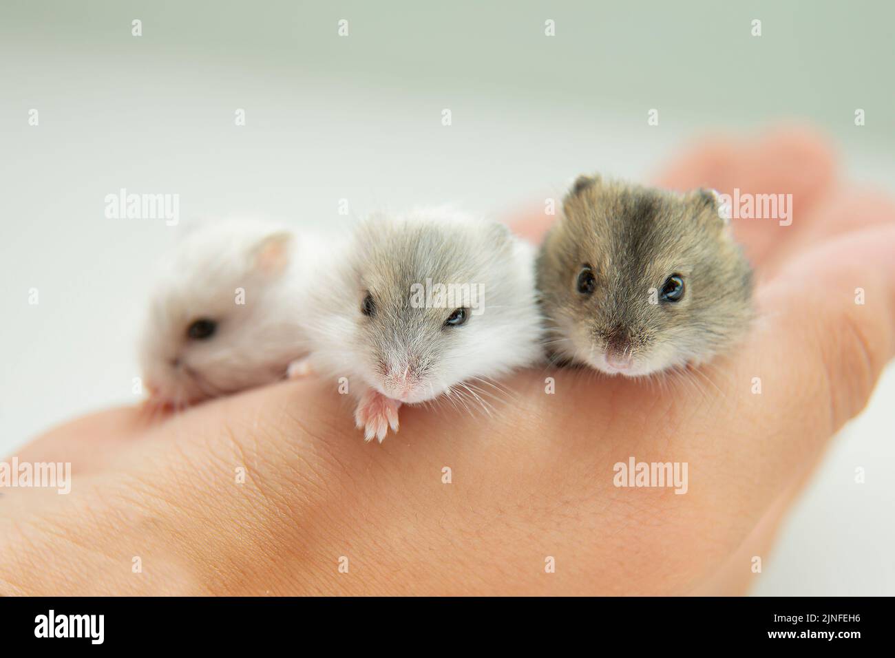 Hamster cubs on the palm of a person. The muzzles of small rodents in ...