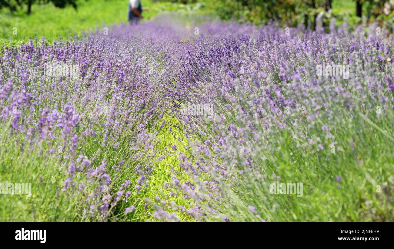 Slow motion static shot garden hi-res stock photography and images - Alamy