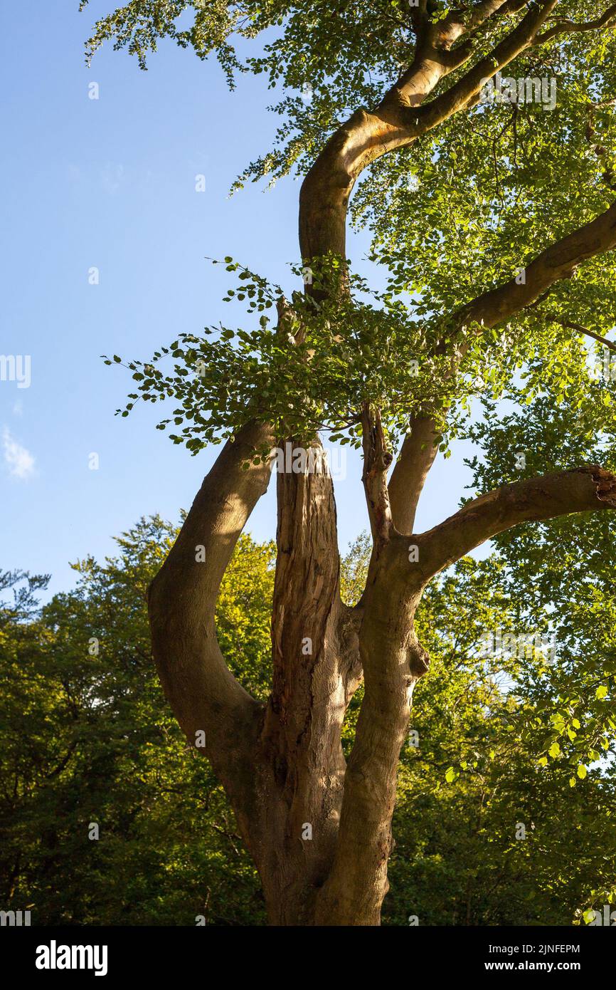 English countryside in Summer. Woodlands and open landscapes with blue ...