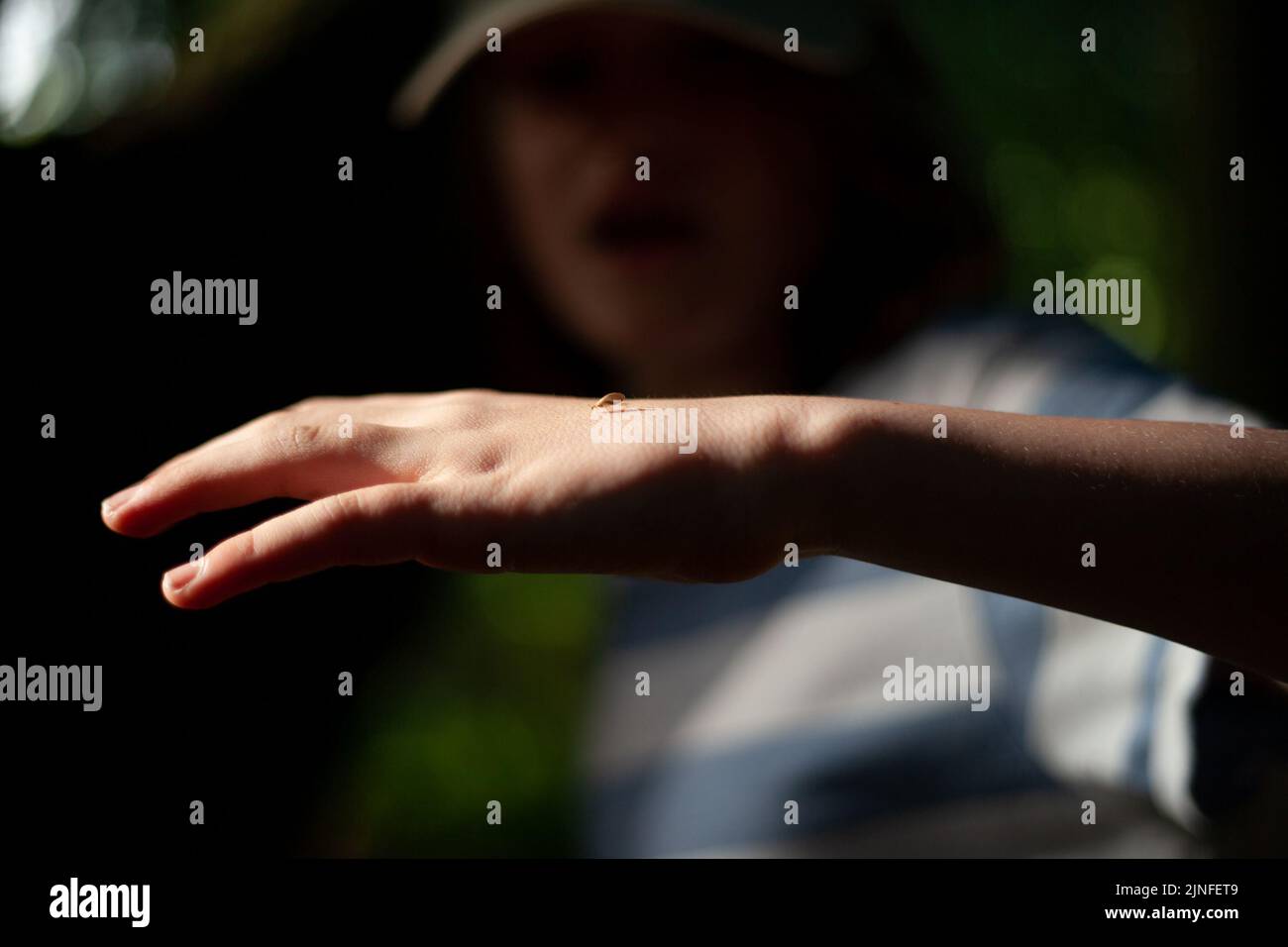 British flying insects hi-res stock photography and images - Alamy