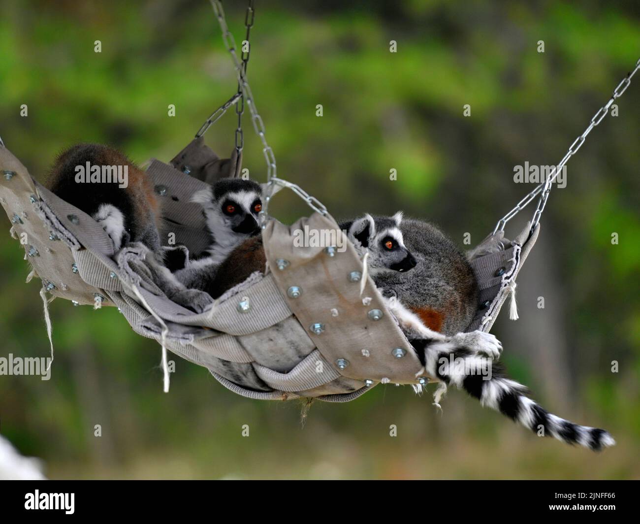 Ring swing hi-res stock photography and images - Alamy