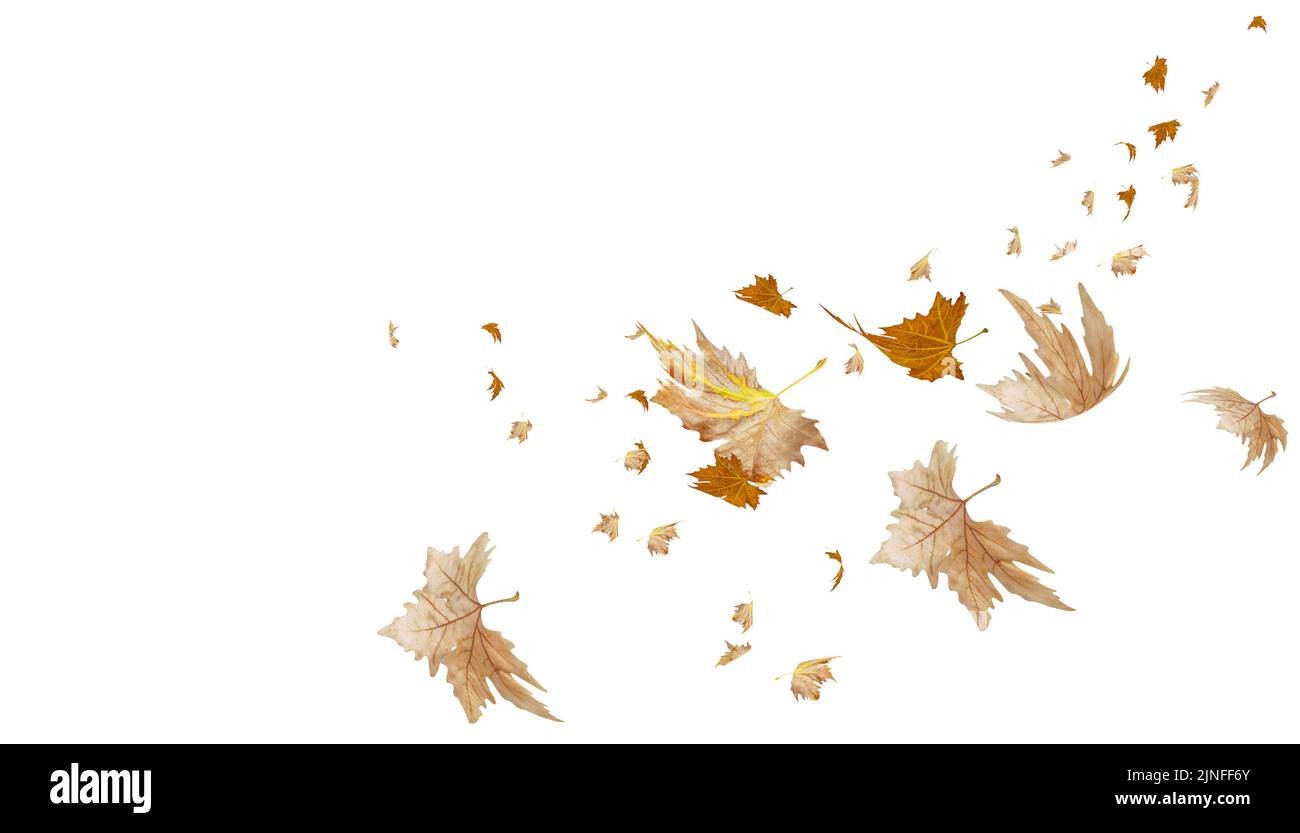 leaf leaves falling in autumn season isolated for background many - 3d ...