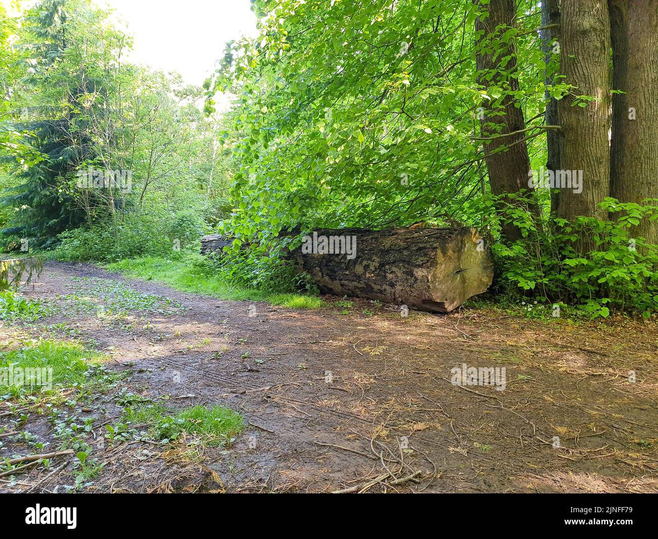 English countryside in Summer. Woodlands and open landscapes with blue ...