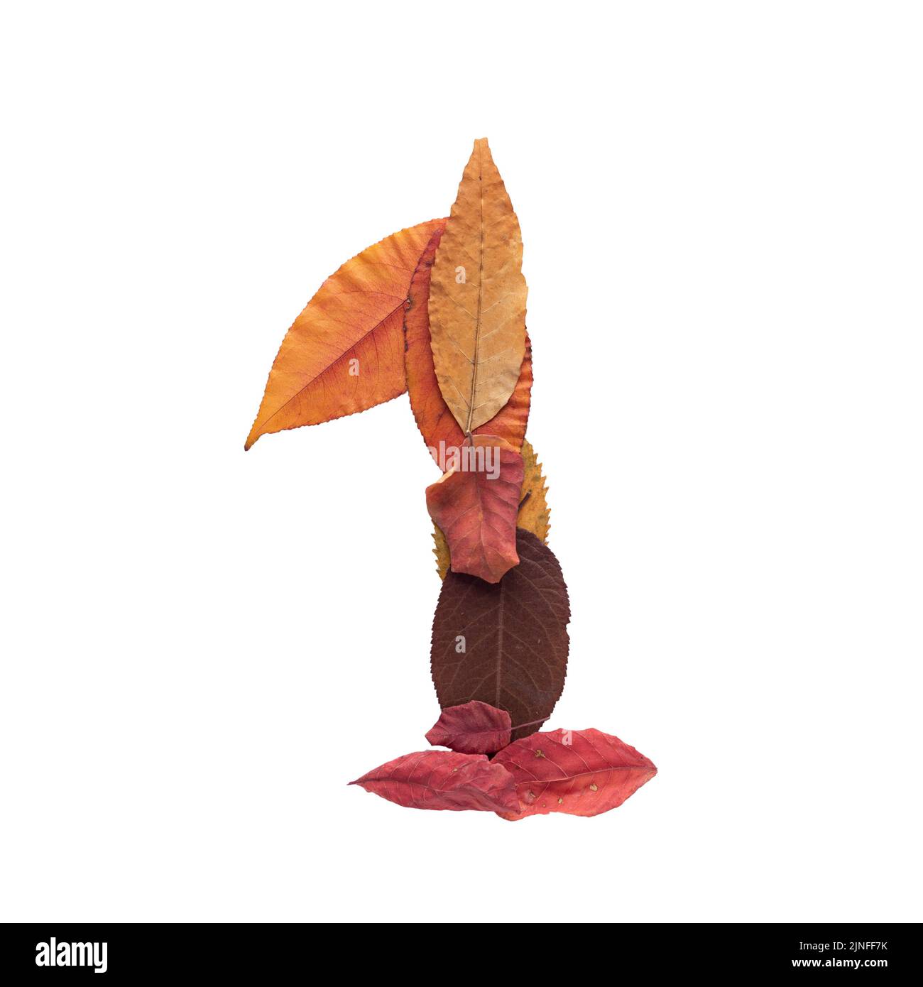 number 1 autumn leaves isolate on white background Stock Photo - Alamy