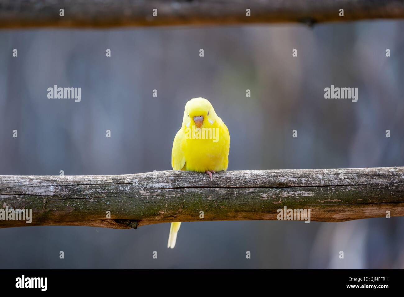 Budgerigar bird (latin name Melopsittacus undulatus). Multiple colored ...