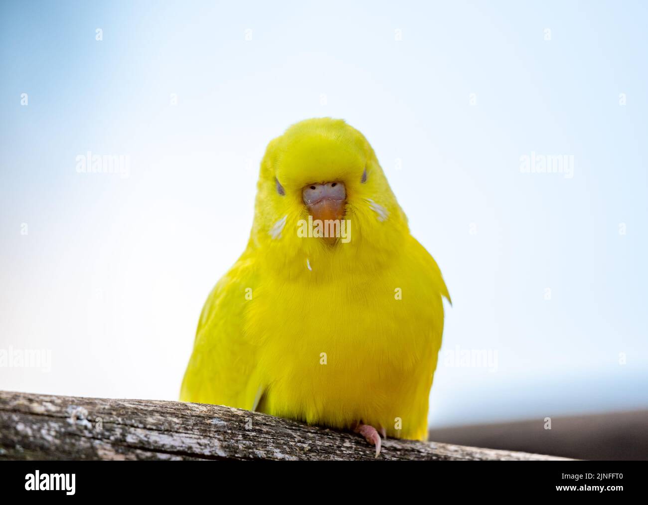 Budgerigar bird (latin name Melopsittacus undulatus). Multiple colored ...
