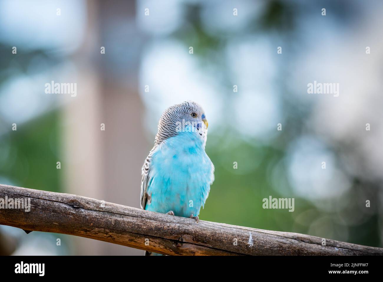 Budgerigar bird (latin name Melopsittacus undulatus). Multiple colored ...