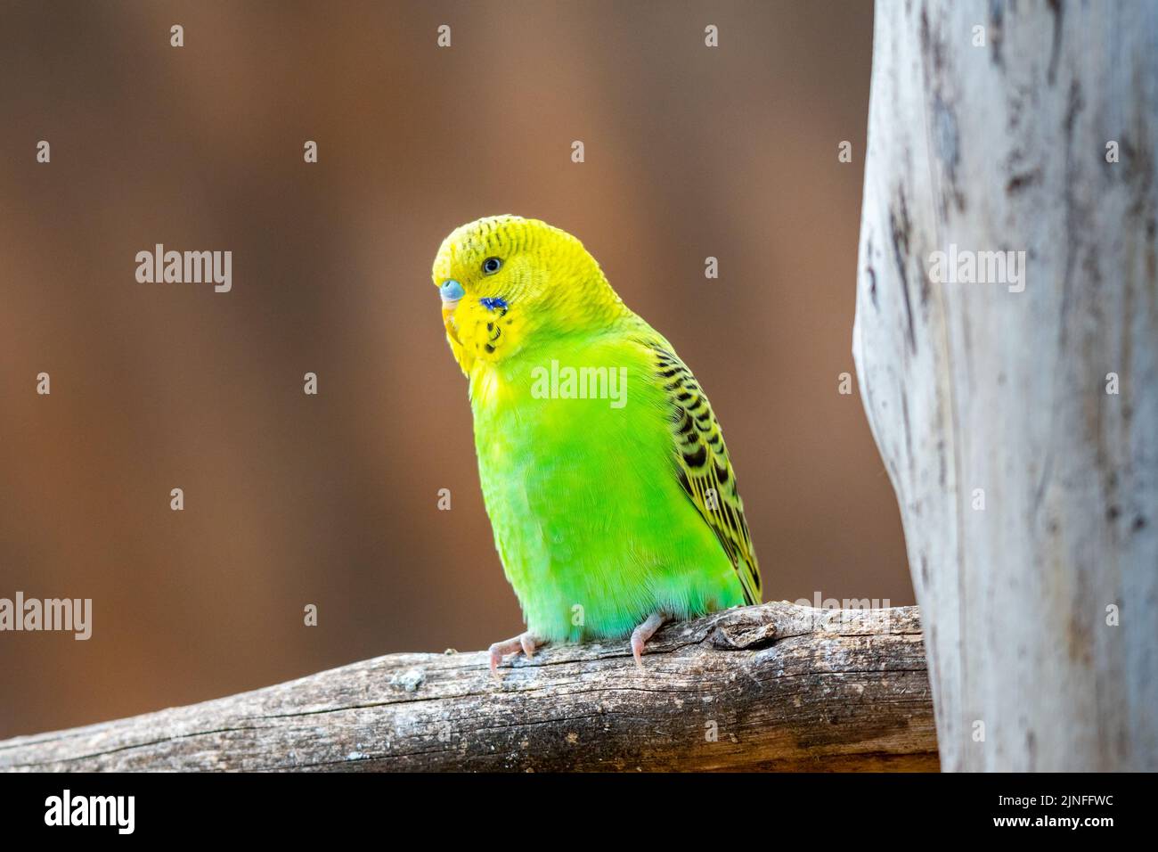 Budgerigar bird (latin name Melopsittacus undulatus). Multiple colored ...