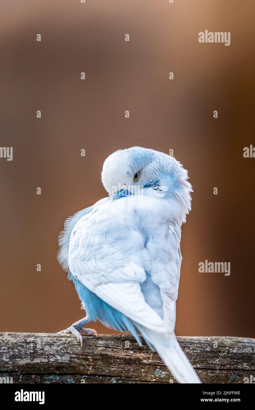 Budgerigar bird (latin name Melopsittacus undulatus). Multiple colored ...