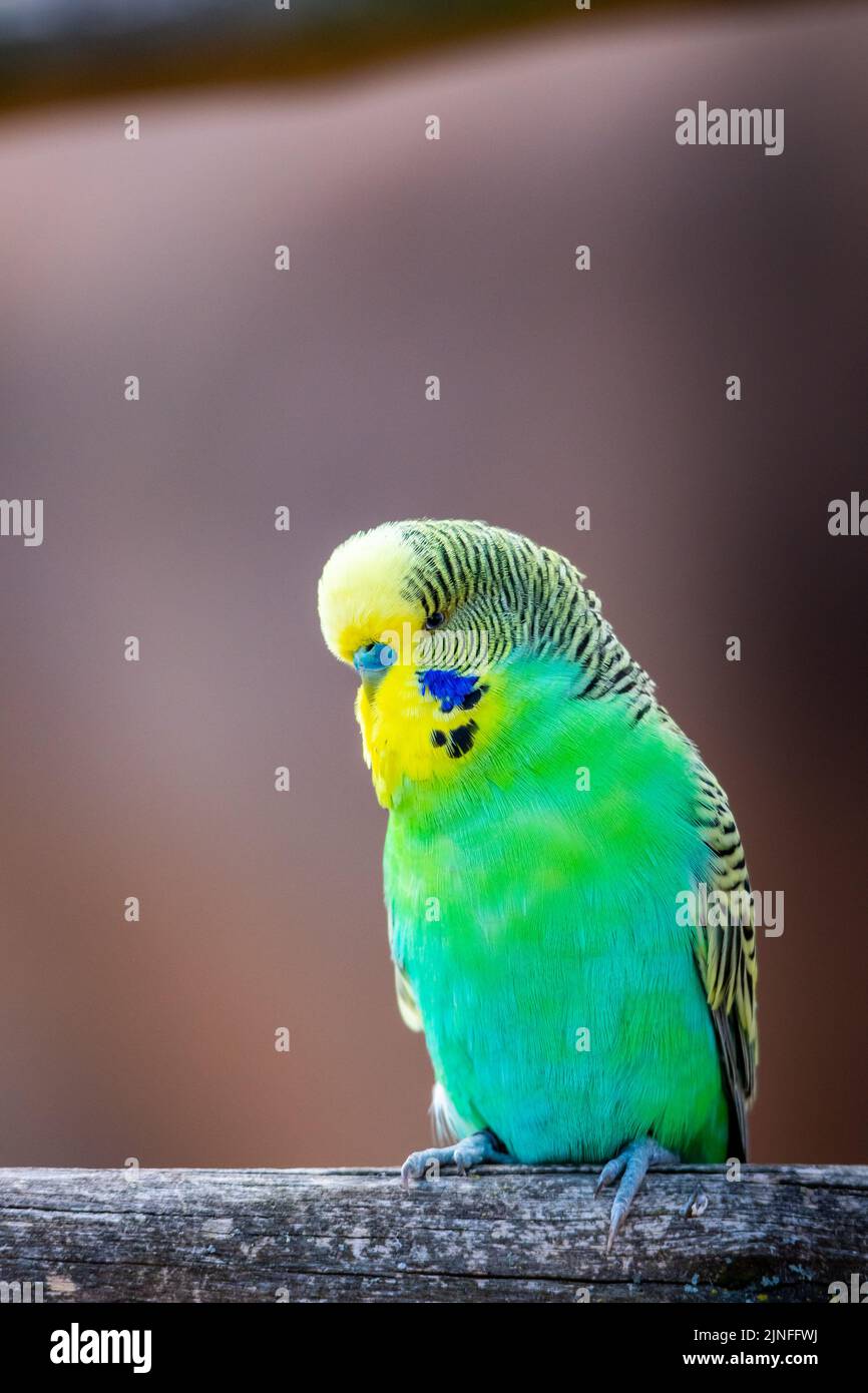 Budgerigar bird (latin name Melopsittacus undulatus). Multiple colored ...
