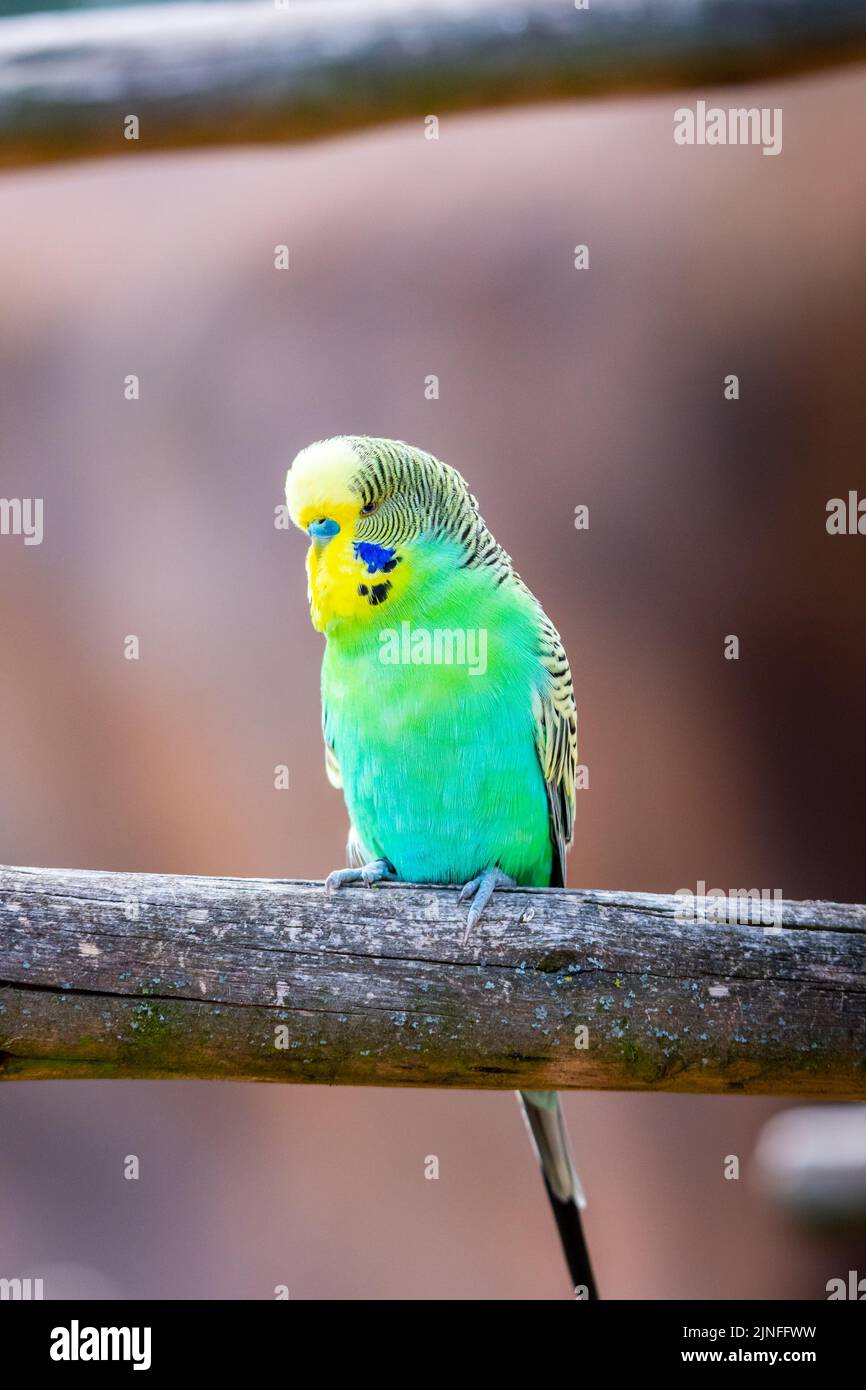 Budgerigar bird (latin name Melopsittacus undulatus). Multiple colored ...