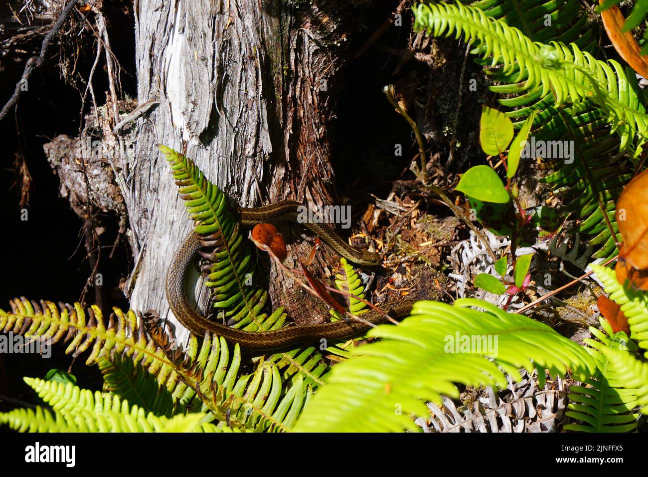 A snake hiding near a tree in the forest Stock Photo - Alamy