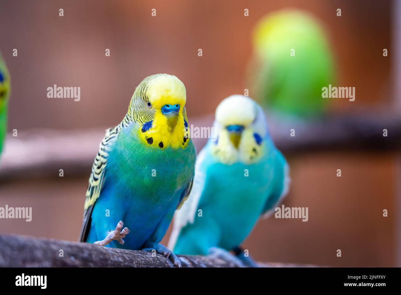 Budgerigar bird (latin name Melopsittacus undulatus). Multiple colored ...