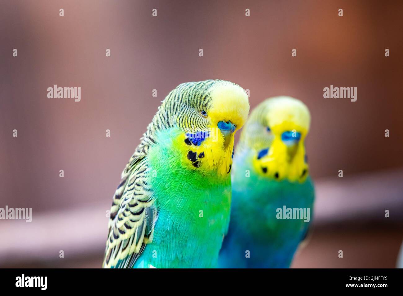 Budgerigar bird (latin name Melopsittacus undulatus). Multiple colored ...