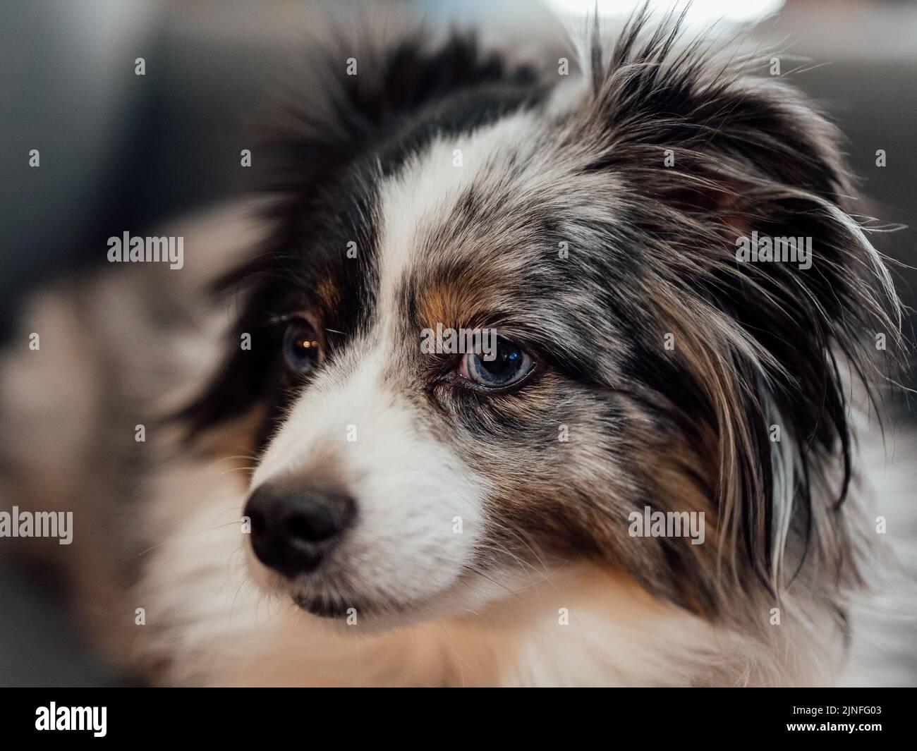 A portrait of an adorable Australian Shepherd Stock Photo - Alamy