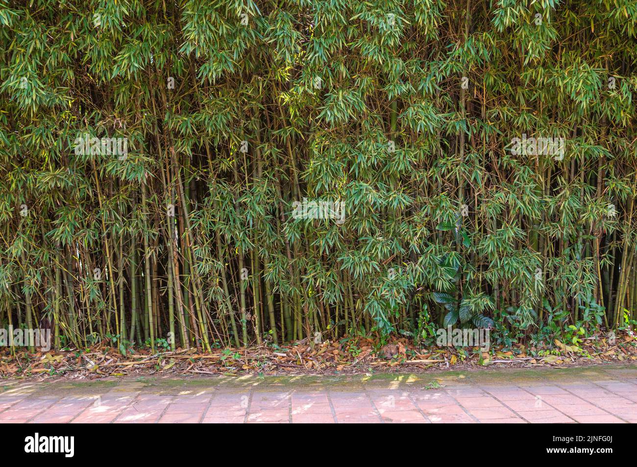 A forest of bamboo trees with beautiful green leaves Stock Photo - Alamy