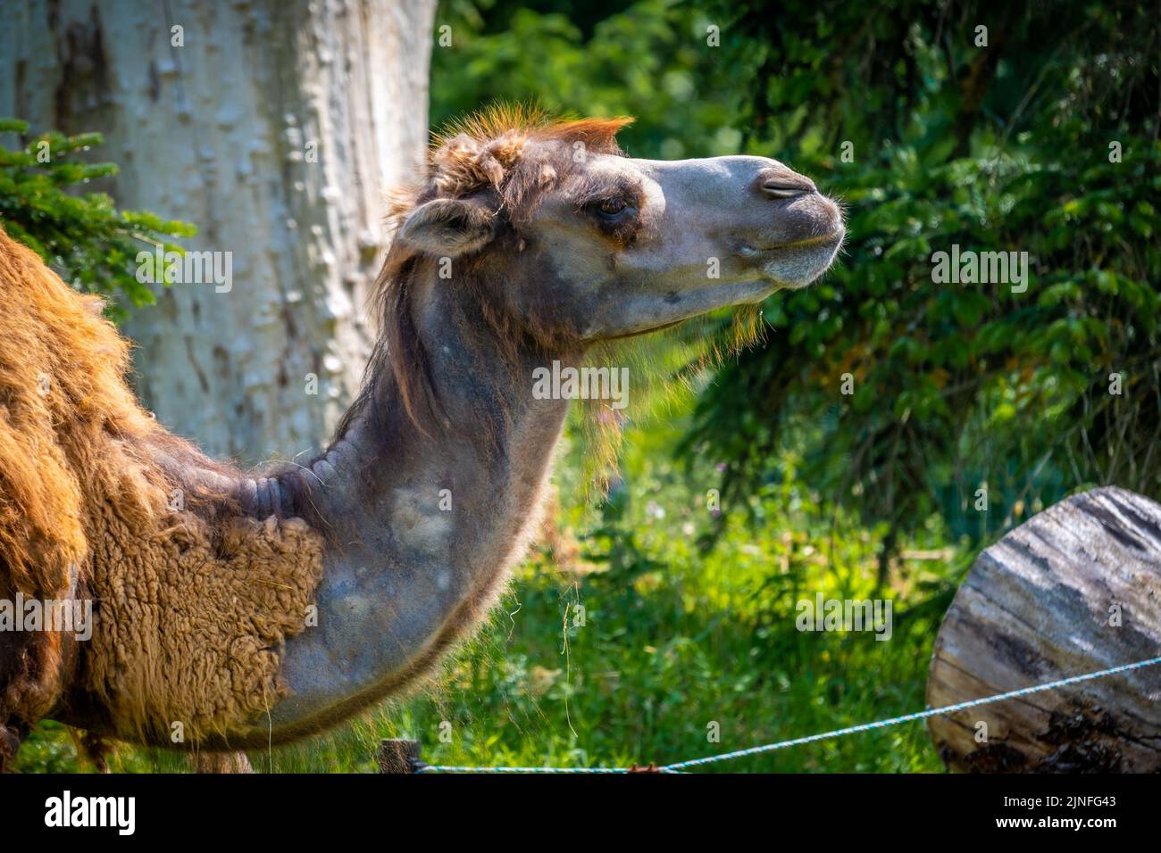 Two hump camel zoo hi-res stock photography and images - Alamy