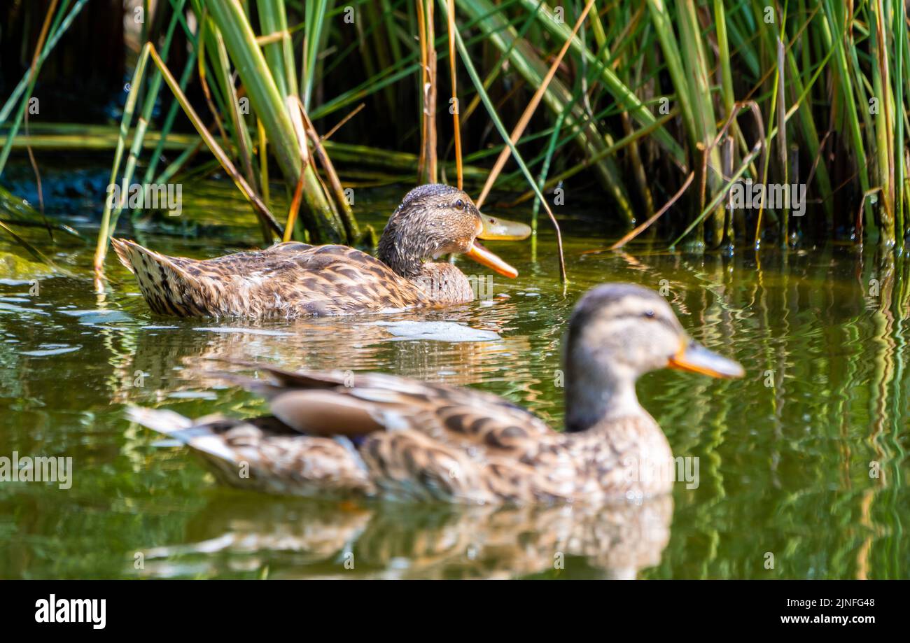 The white duck (latin name Anas platyrhynchos) on the water pond Stock ...