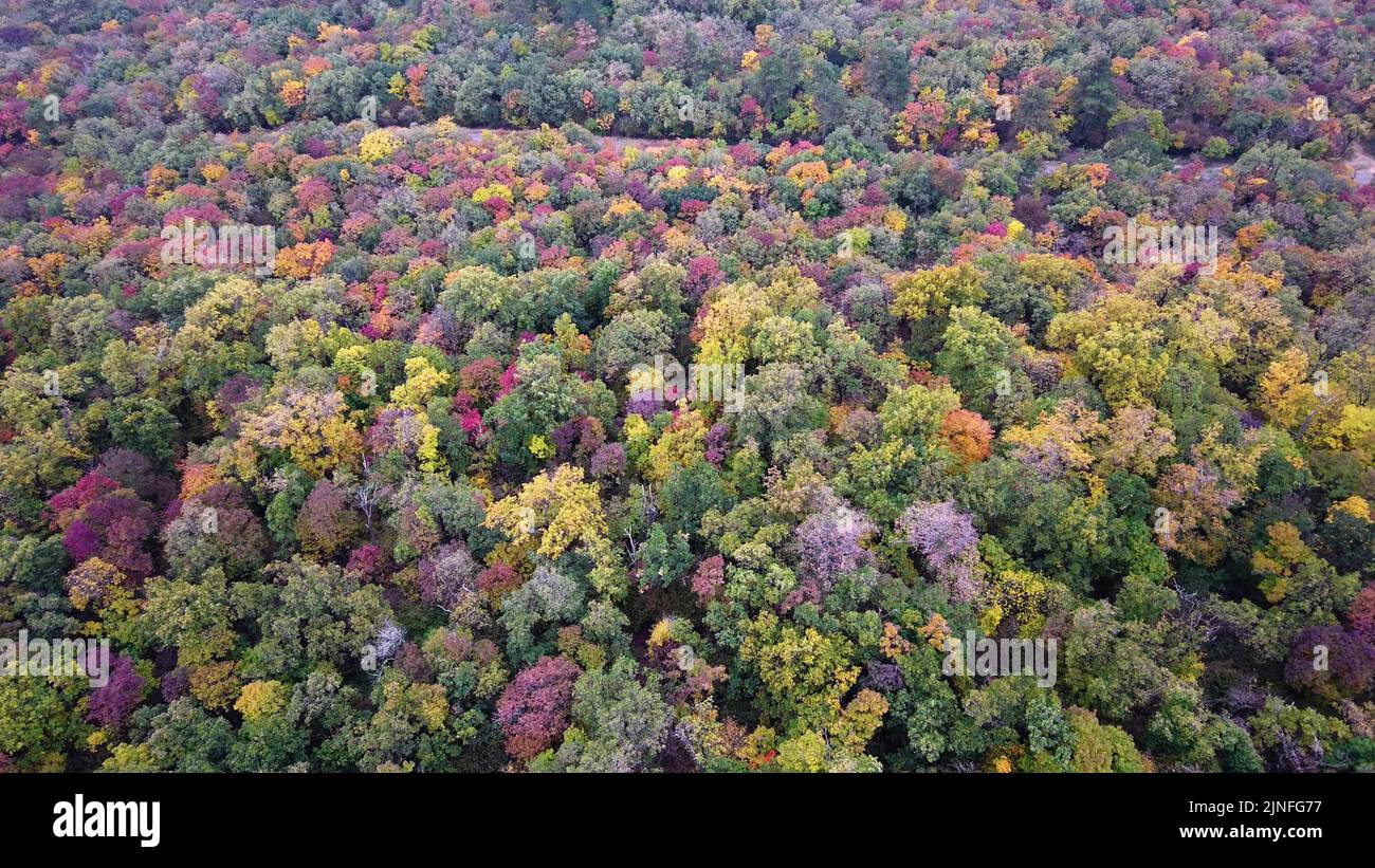 Epic natural forest trees aerial hi-res stock photography and images ...