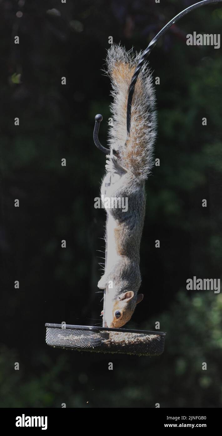 THERE'S MORE THAN ONE WAY TO CRACK GETTING A NUT. A GREY SQUIRREL WORKS ...
