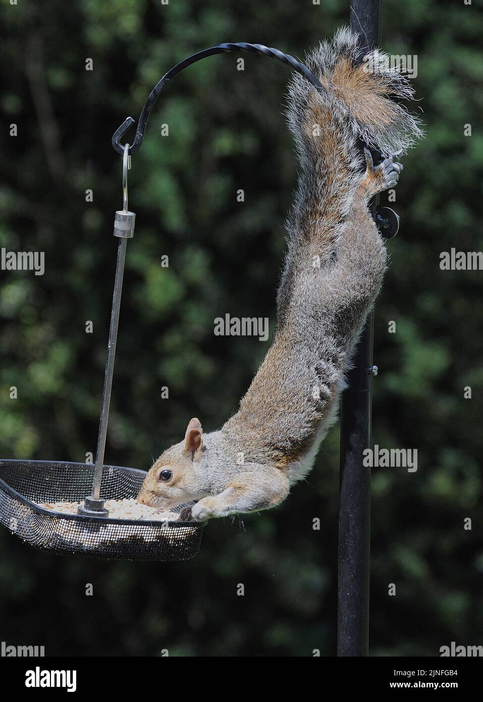 THERE'S MORE THAN ONE WAY TO CRACK GETTING A NUT. A GREY SQUIRREL WORKS ...