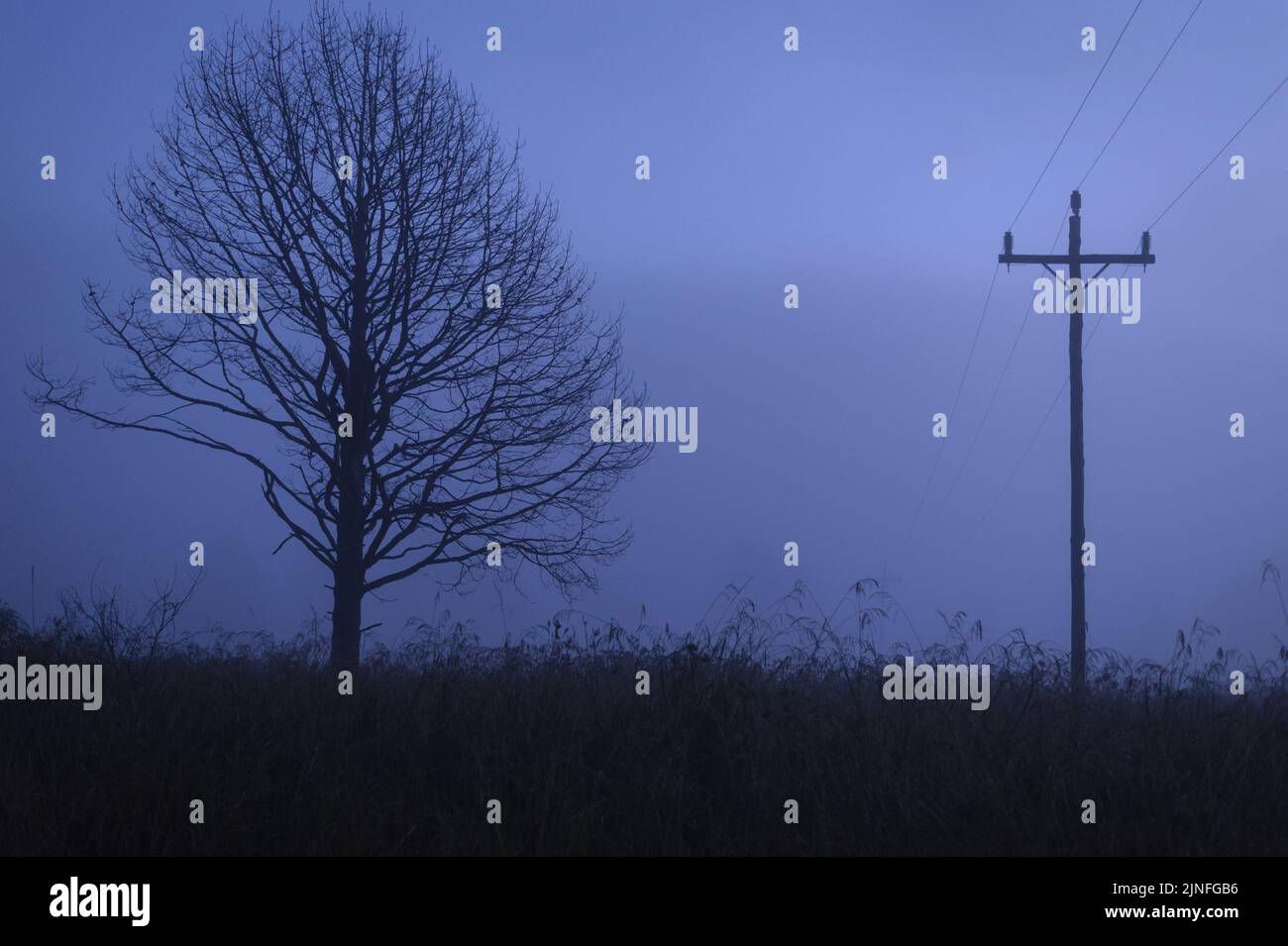 Early morning winter mists shroud a tree and telegraph pole in South ...
