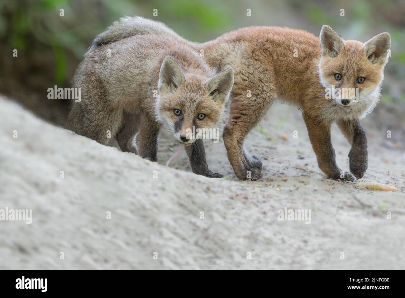 Brothers, fine art portrait of red foxes (Vulpes vulpes Stock Photo - Alamy