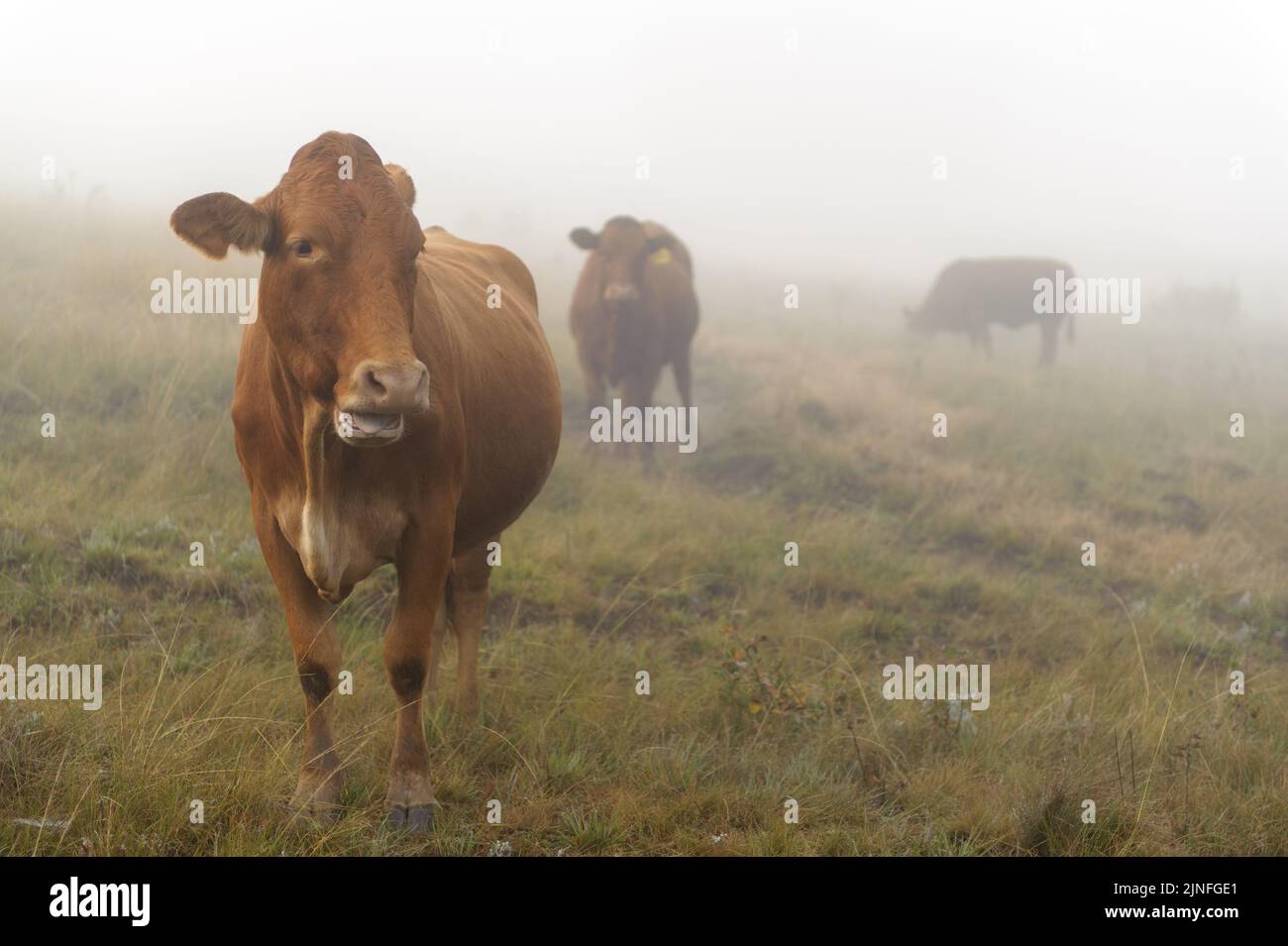 Cows grazing in the early morning mist in the Kamberg valley in South ...