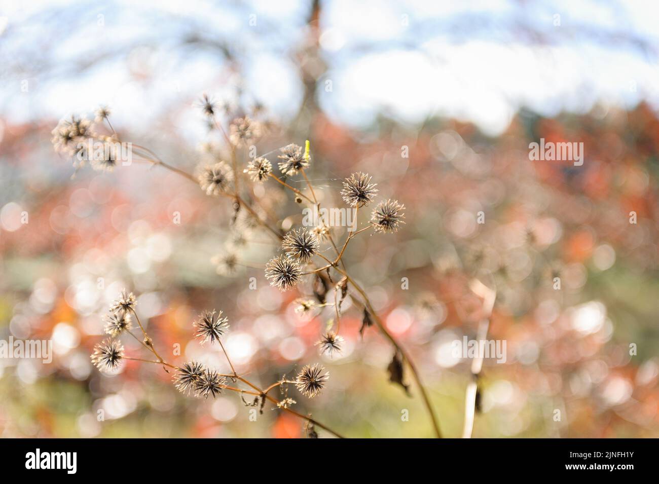 The Blackjack is commonly considered a weed by gardeners and farmers ...