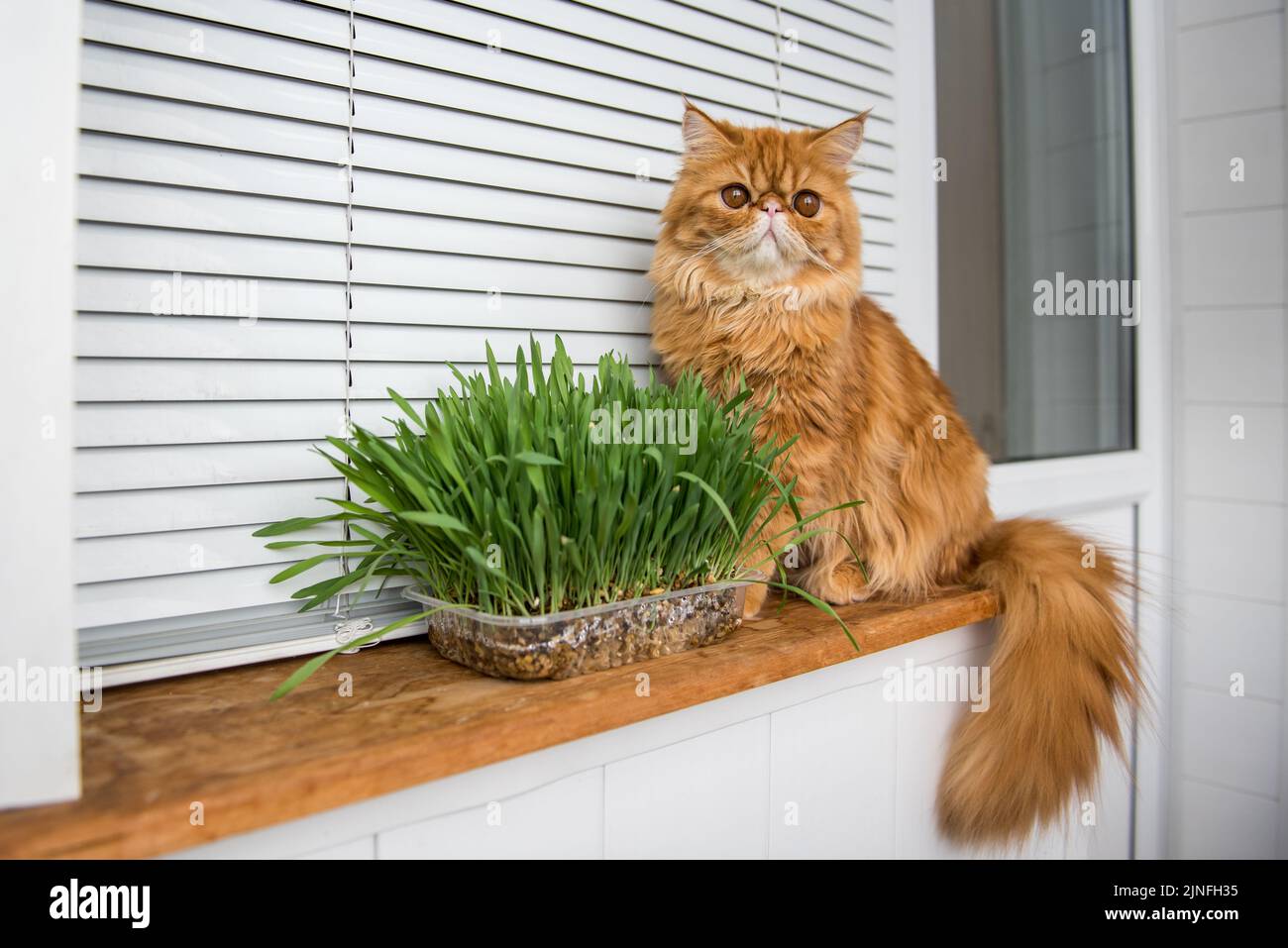 Cat is eating fresh green grass. Cat grass, pet grass. Natural hairball ...