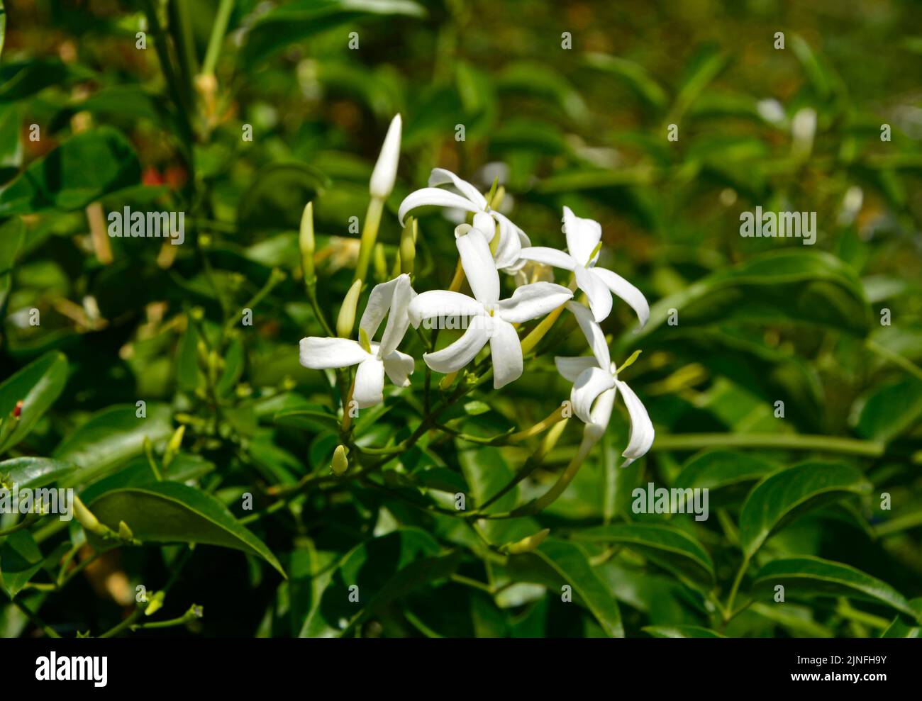 Strong aromatic hi-res stock photography and images - Alamy
