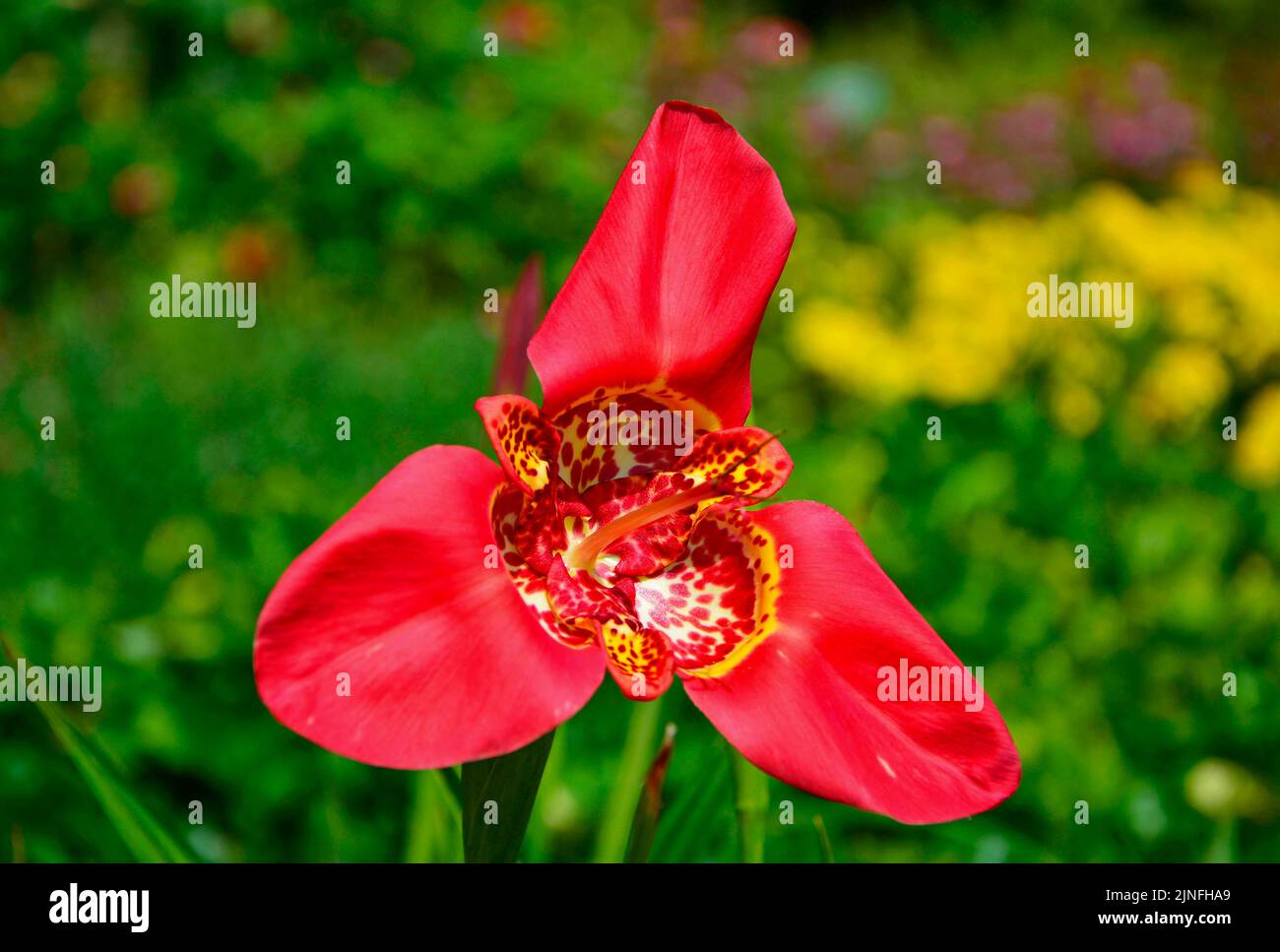 Spotted perianth hi-res stock photography and images - Alamy