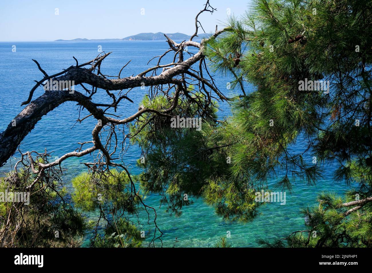 Pine tree, Kavala, Macedonia, North-Eastern Greece Stock Photo - Alamy