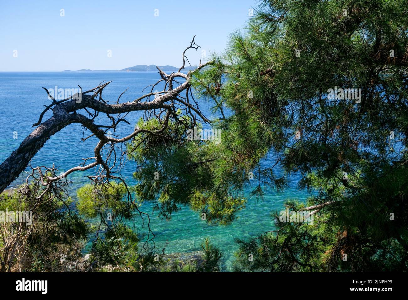 Pine tree, Kavala, Macedonia, North-Eastern Greece Stock Photo - Alamy
