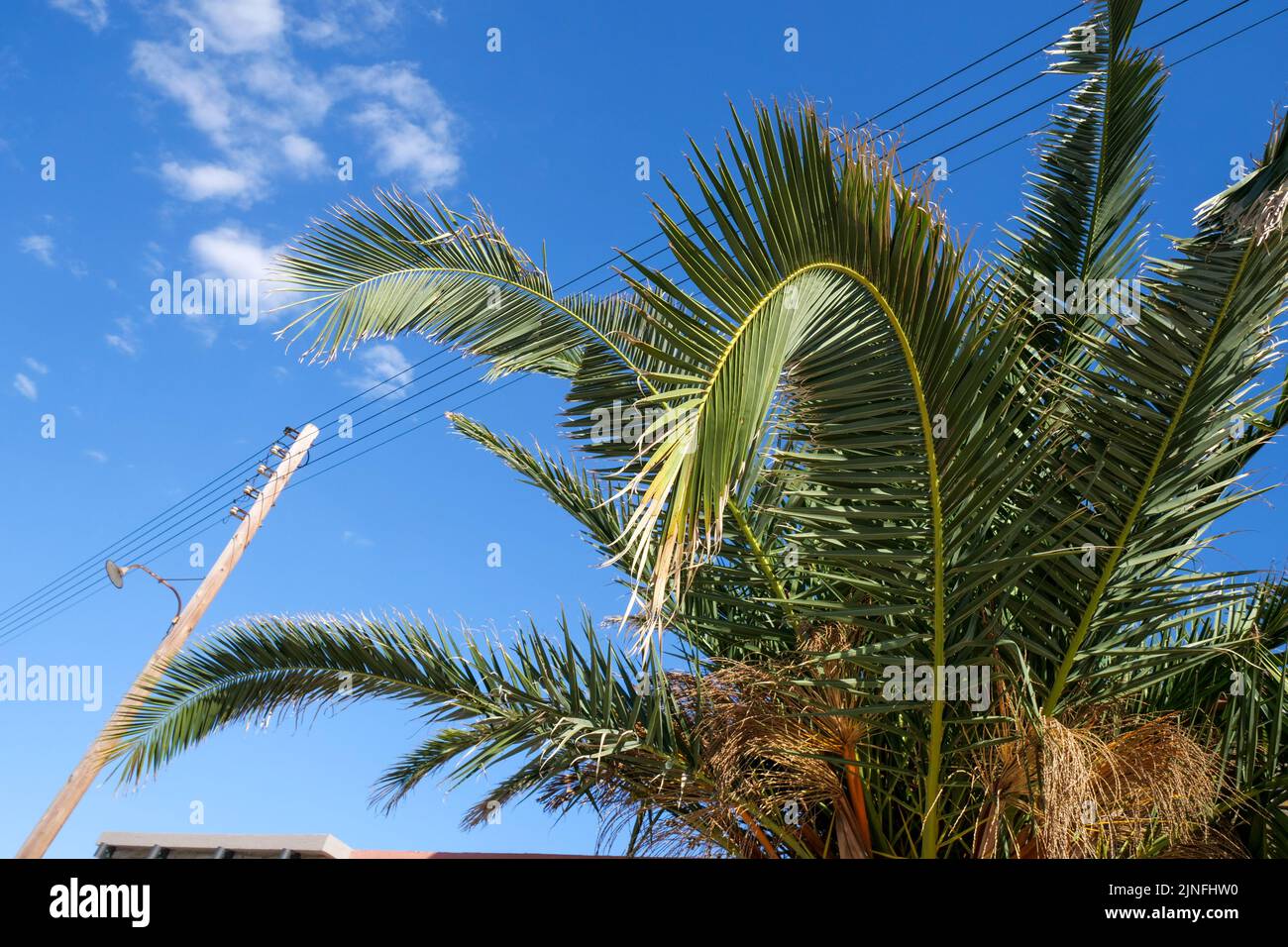 Palm tree, Kavala, Macedonia, North-Eastern Greece Stock Photo - Alamy