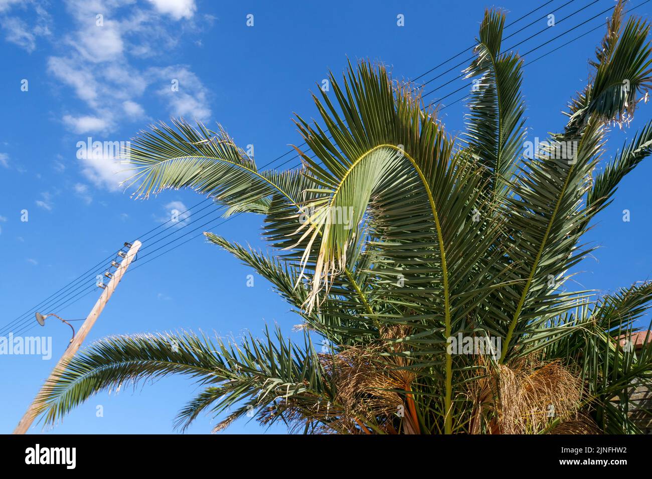 Palm tree, Kavala, Macedonia, North-Eastern Greece Stock Photo - Alamy