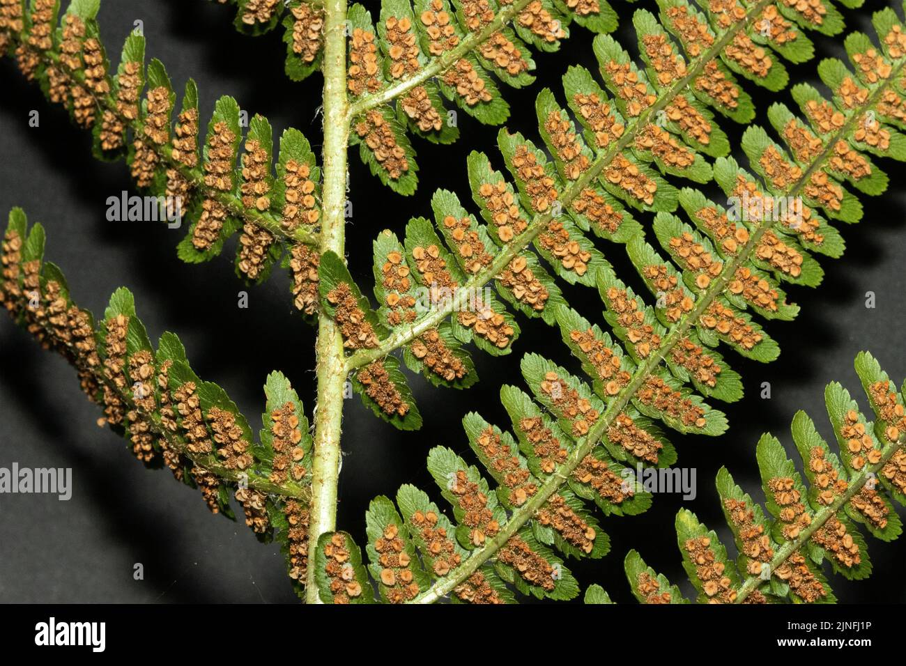 The Spore producing bodies on the underside of a frond of Male or ...