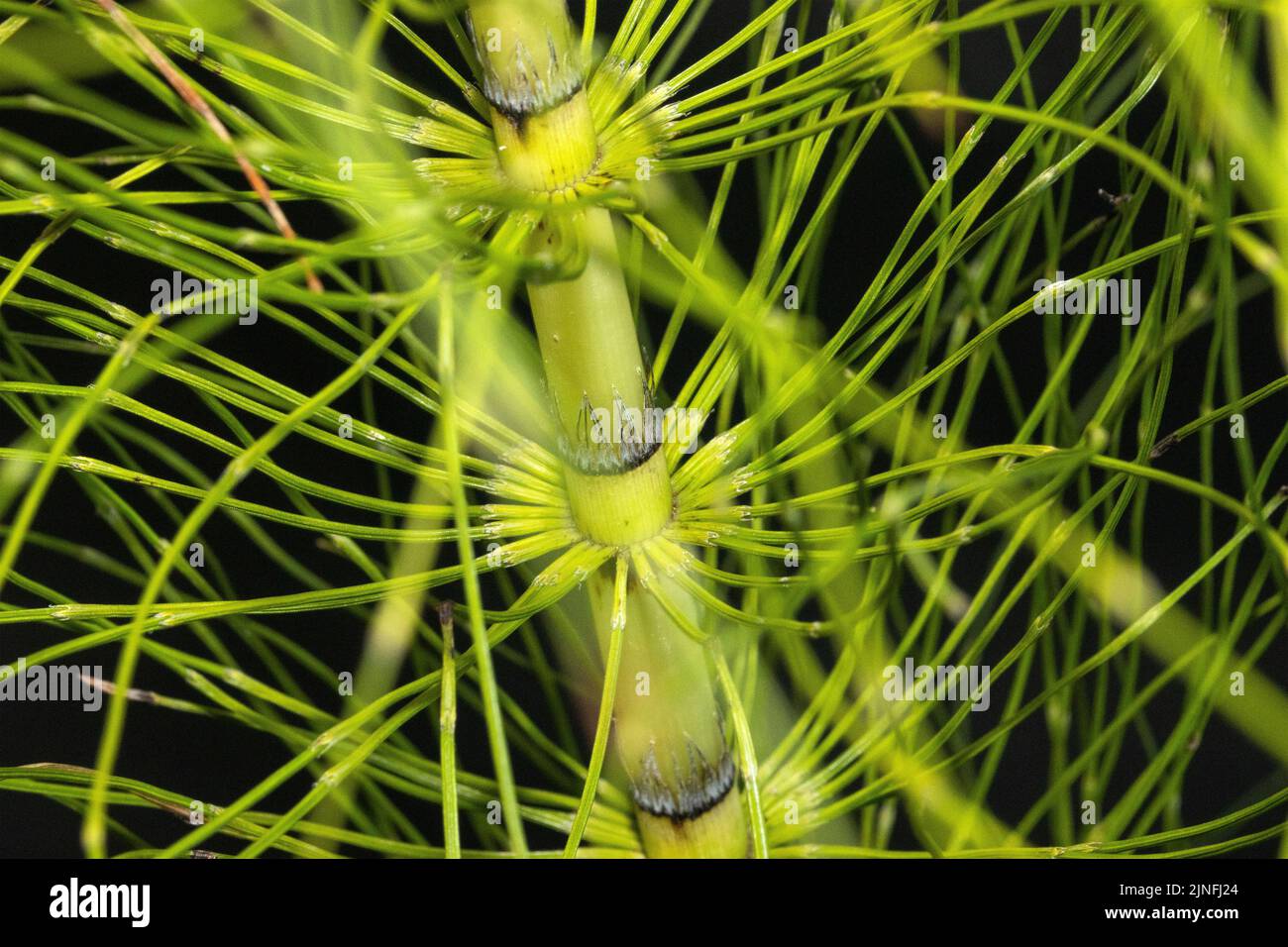 One of the early plants to develop in the Permian Epoch, the Horsetail ...
