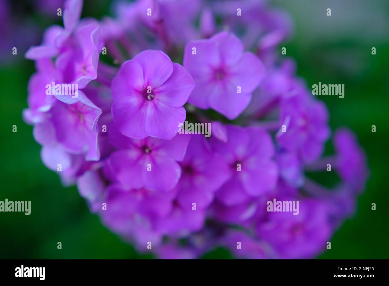 Bush of blooming Phlox Paniculata Pink Flame flowers in the garden on a ...