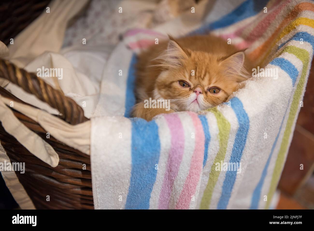 Young red striped kitten sleeping in a laundry basket Household pet ...
