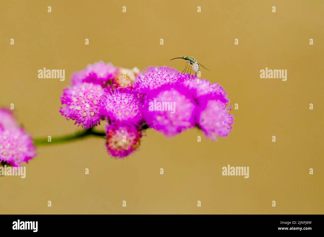 This bunch of beautiful pink flowers is very small and the cute mosquito sitting on it is very ...