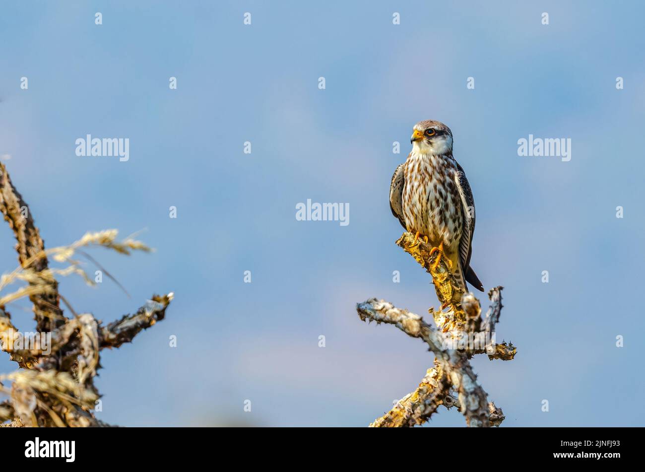 Amur falcon female hi-res stock photography and images - Alamy