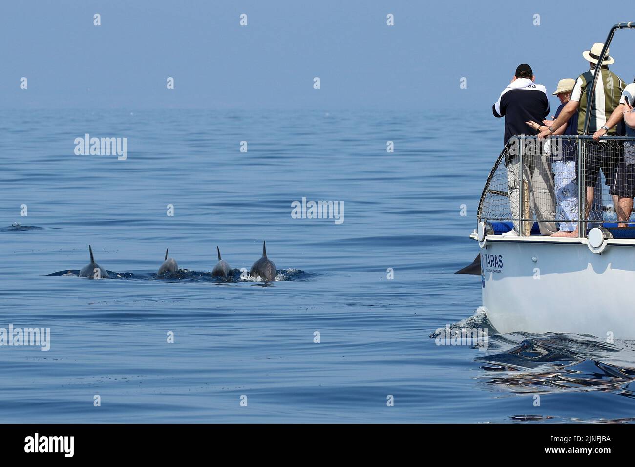 Dolphin watching near Taranto, Italy Stock Photo - Alamy