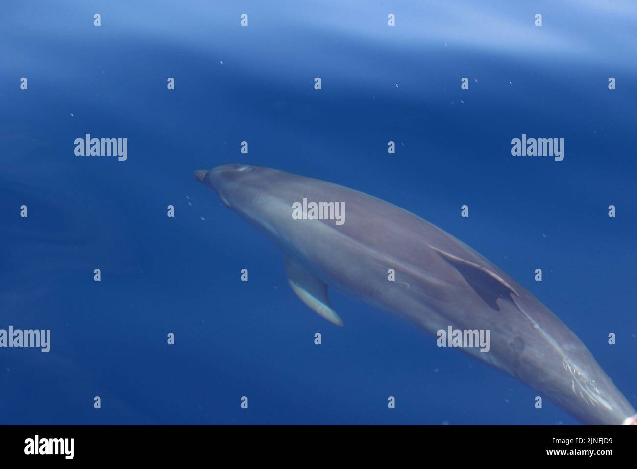 Ionian sea dolphins hi-res stock photography and images - Alamy