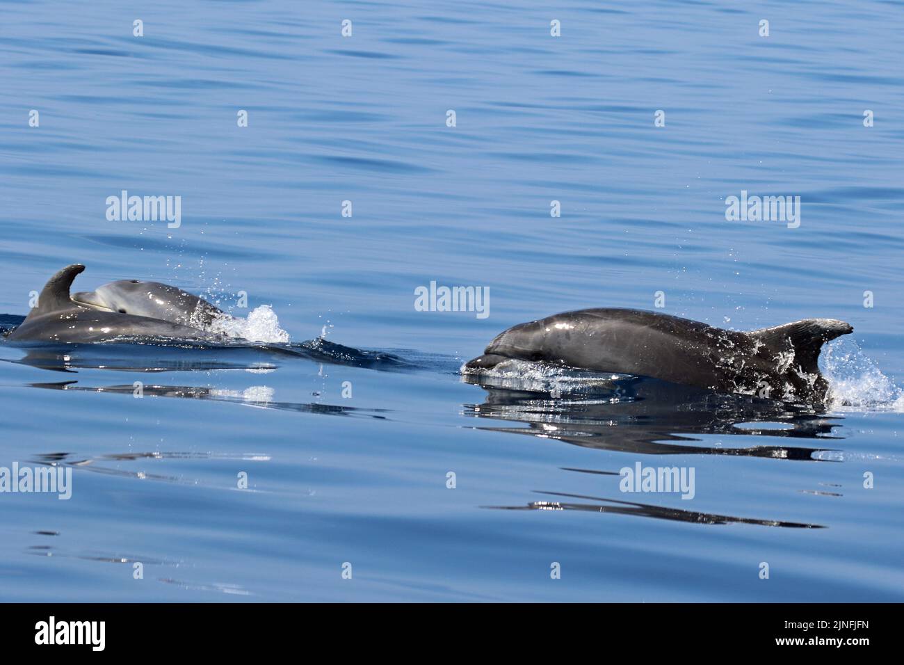 Jonian dolphin conservation hi-res stock photography and images - Alamy